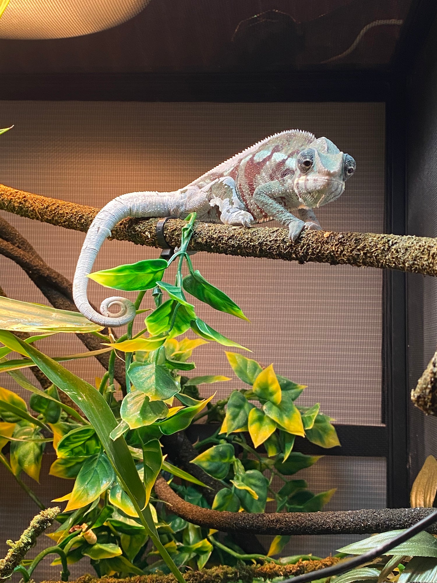 Reptiles & Exotics Boarding Program – Reptorama